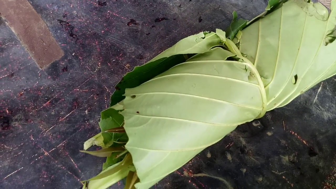 Lempis Kemiding Ngena Daun Buan. - YouTube