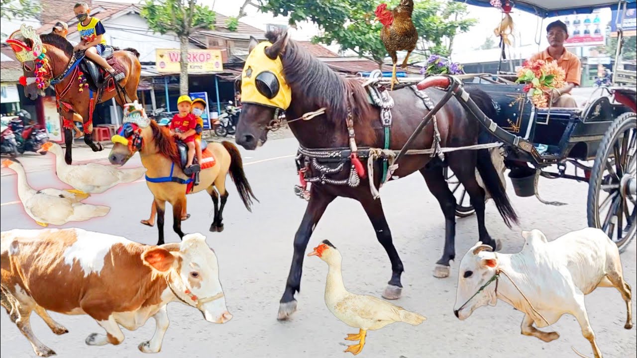 Cow | Lagu Kukuruyuk Ayam Versi Kuda | Bebek | Sapi Sapi Lucu |Naik ...