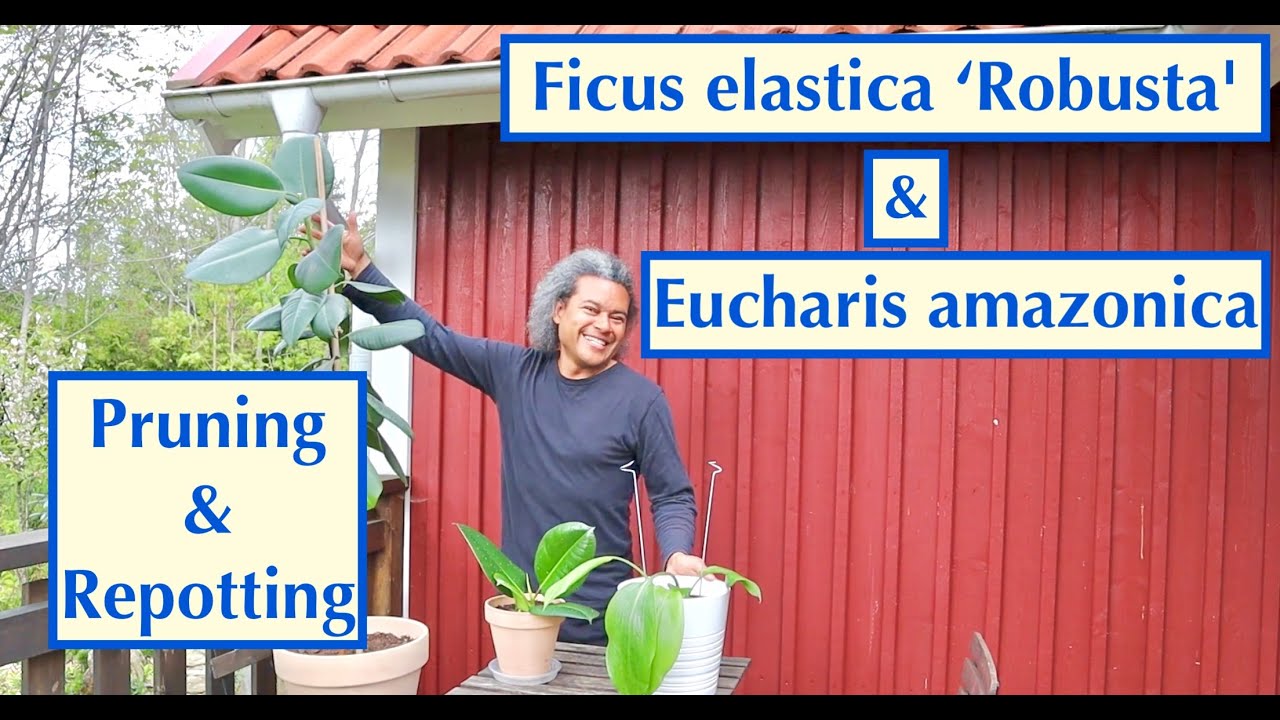 Ficus elastica 'Robusta' (Part A) & Eucharis amazonica - Repotting ...