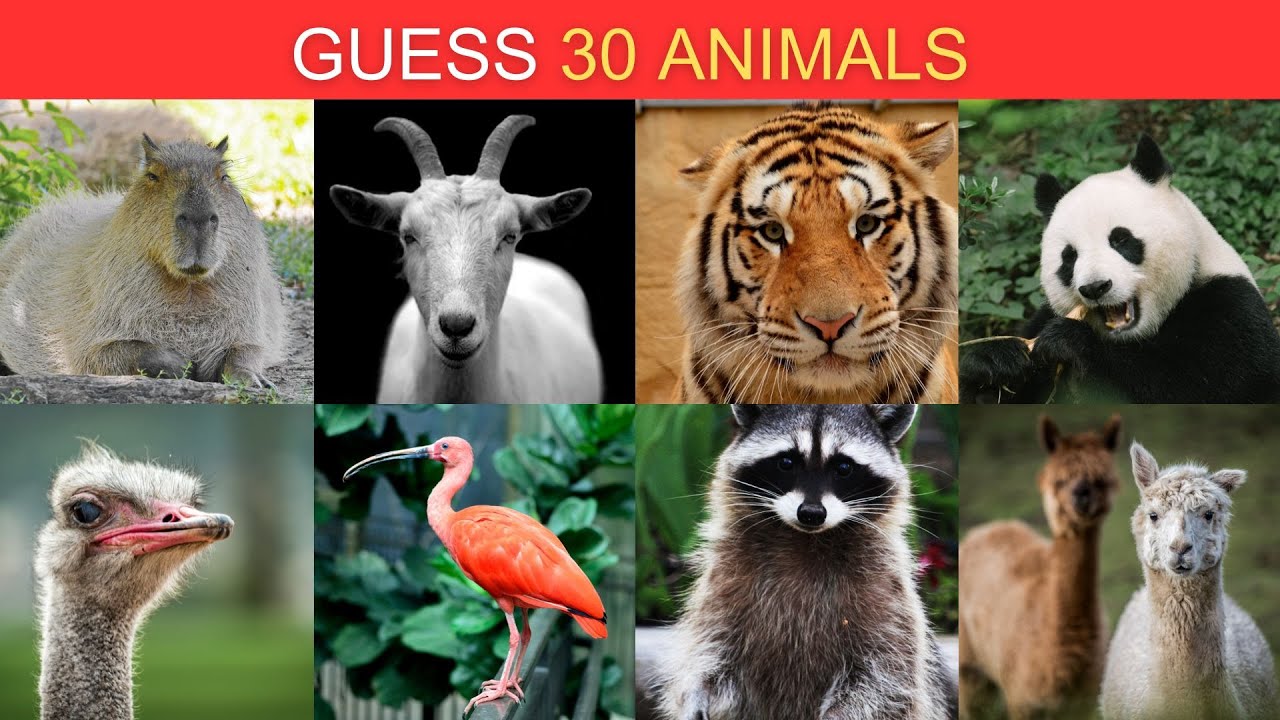 Can you guess all 30 animals? | Animal Quiz - YouTube