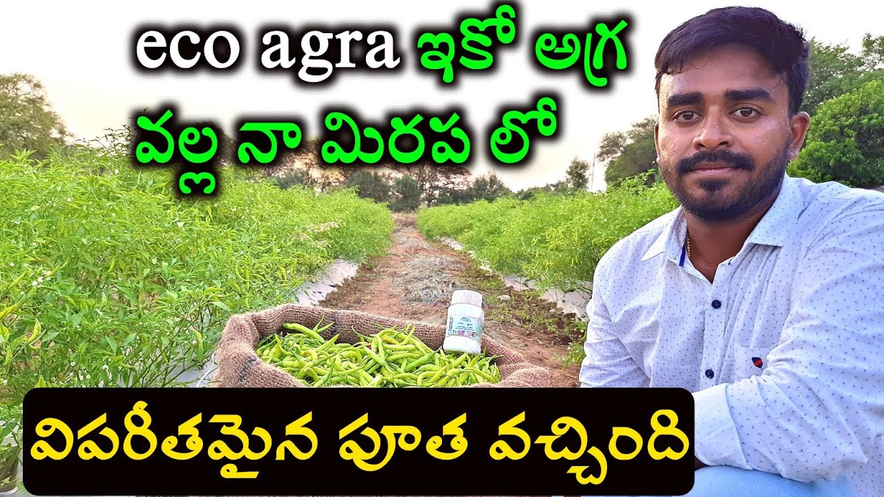 Eco Agra | Mirchi Crop Cultivation In Telugu | Chilly Crop Farming ...