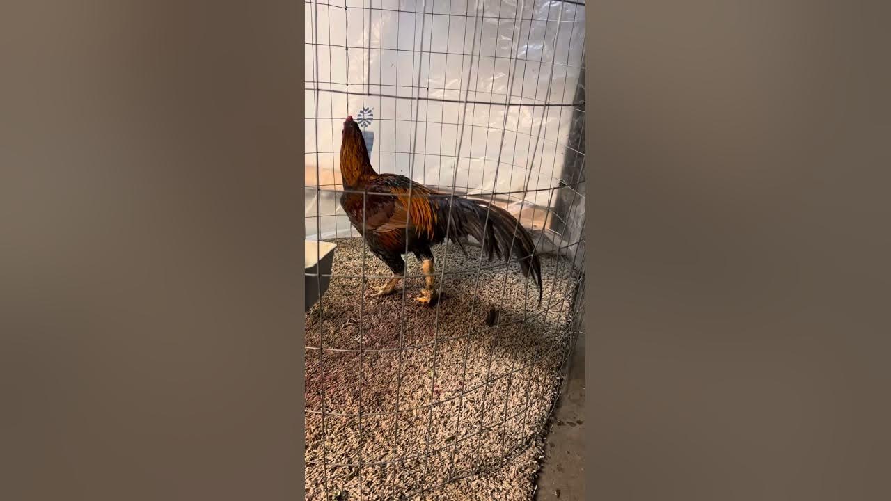 Lam yug Qaib xwb - YouTube