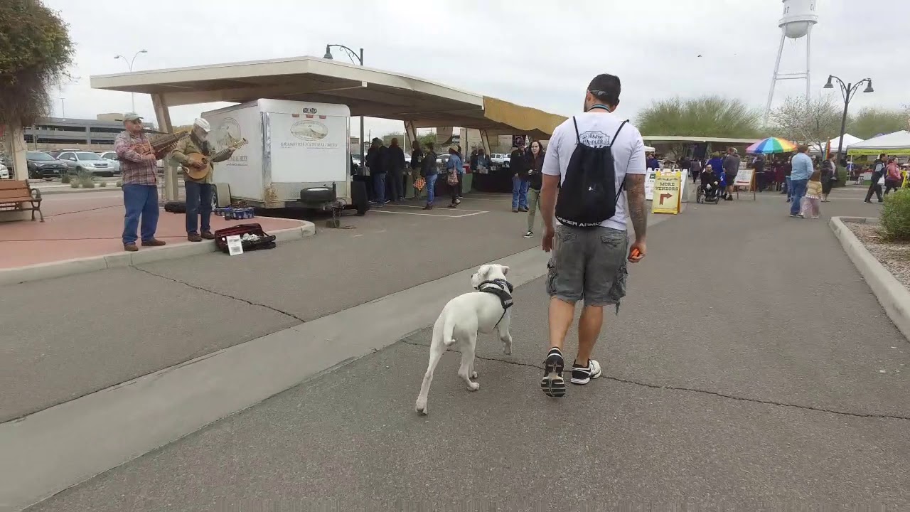 Bandit 5 mo Dogo Argentino Best Arizona Dog Trainers - YouTube
