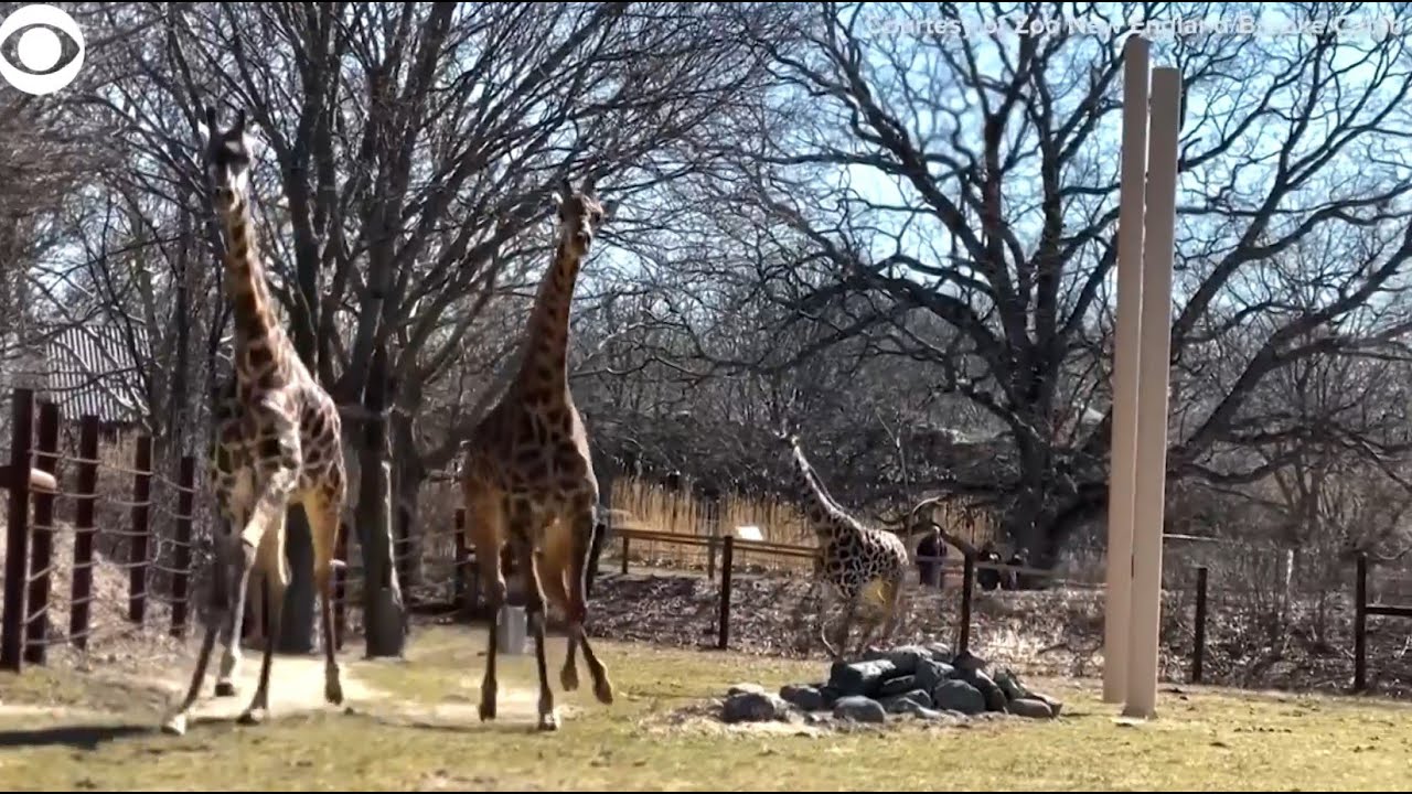 Giraffes spotted frolicking around habitat at zoo in Boston, MA - YouTube