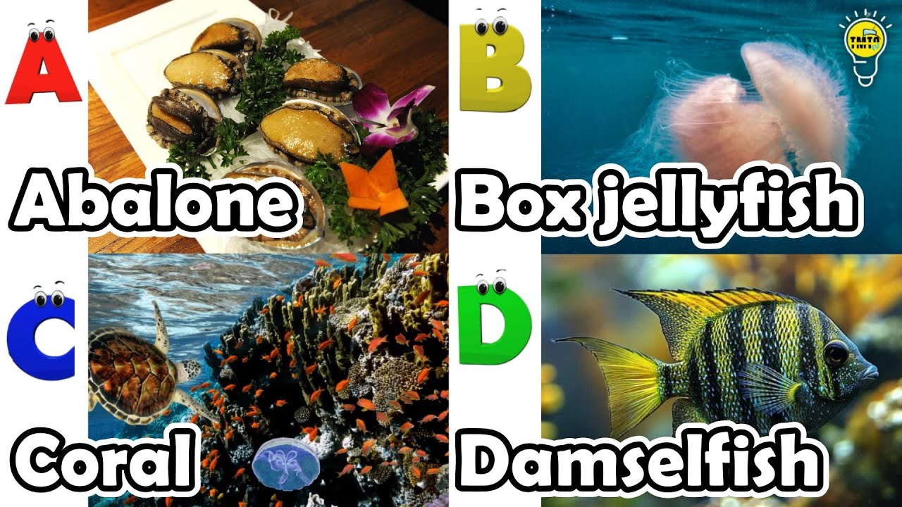 ABC phonics animals | ABC Sea Animals song | English and Animals for ...