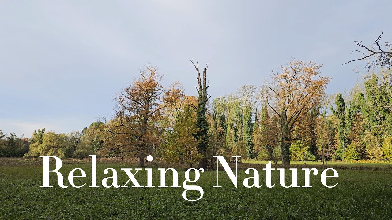 Forest 4K • Nature Relaxation Film • Peaceful Relaxing Music • 4k Video ...