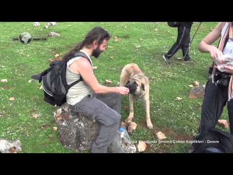 Üçağız Kırsalında Sevimli Çoban Köpekleri
