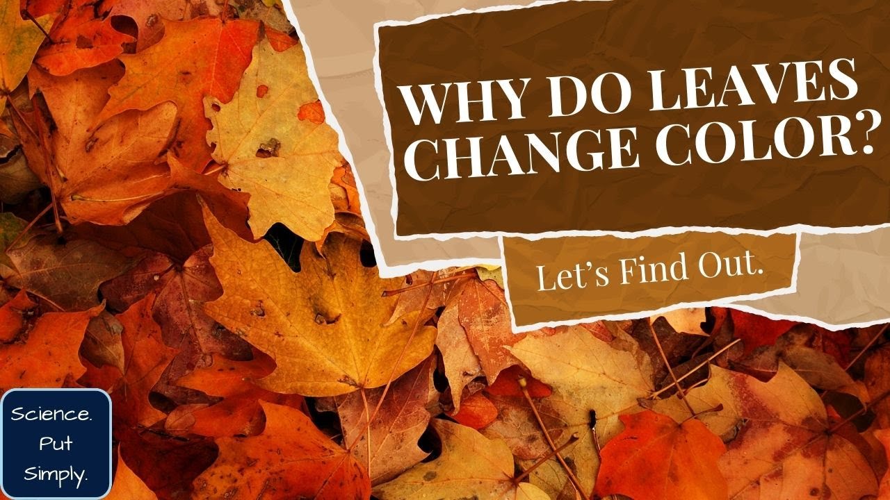 Why Do Leaves Change Color In The Fall? - YouTube