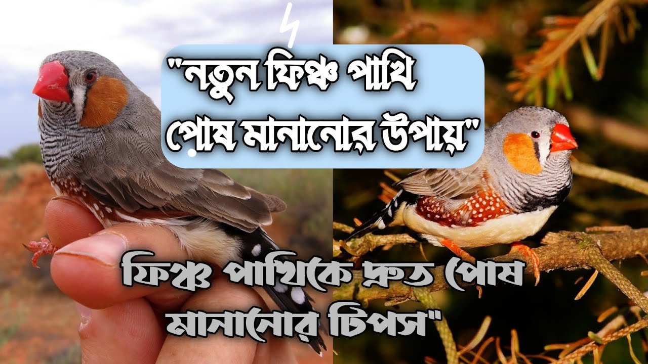 ফিন্ঞ্চ পাখিকে দ্রুত পোষ মানানোর টিপস।।Quick Tips to Tame a Finch ...