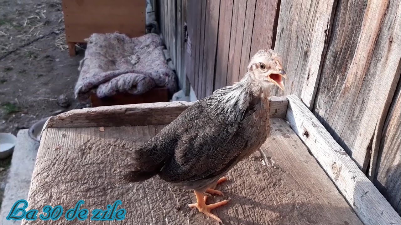 Evoluția unui pui de găina italiană în 30 de zile - YouTube