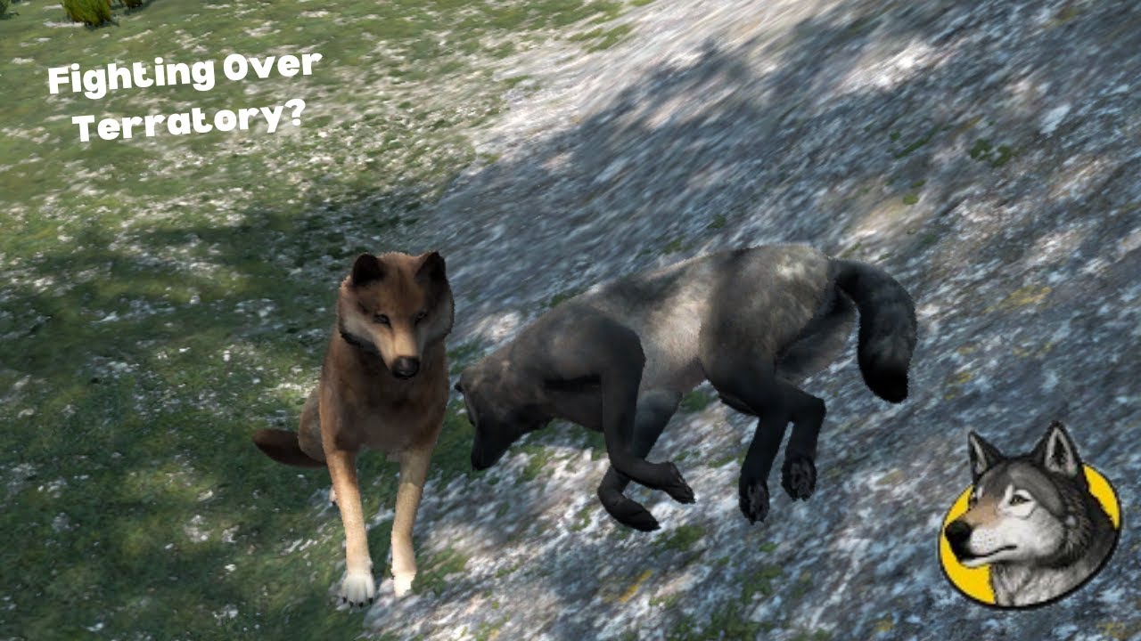 Fighting Rival Wolves! | Wolfquest w/ RatInAHatt #2 | - YouTube