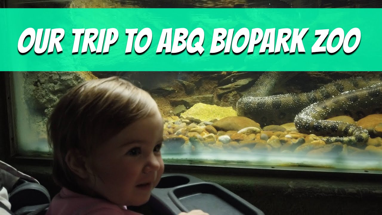 Spending a Day in Albuquerque-- visiting the ABQ BioPark Zoo and Old ...