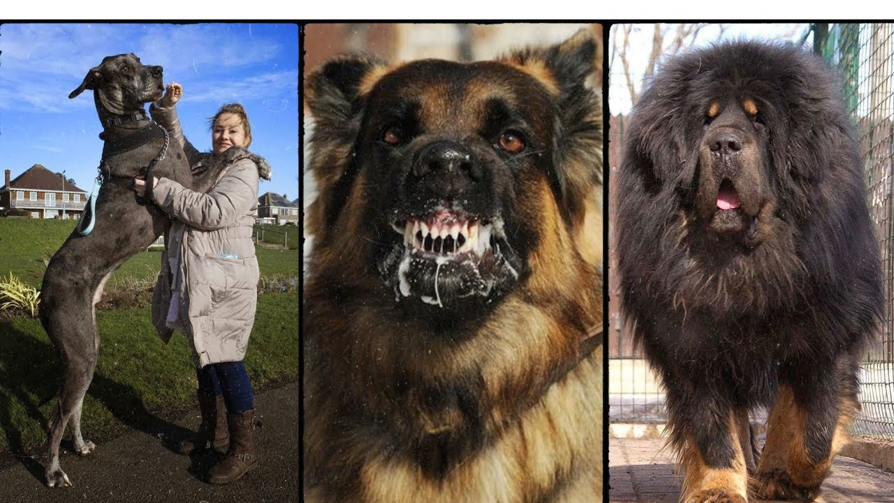 50 Biggest dog breeds 2023 | Exploring The world of Dangerous Dog ...