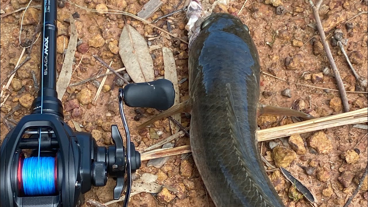 ចេញលេងទៀតហើយបងប្អូន🎣🎣🎣🎣😍#fishing #fish #scream #scream - YouTube