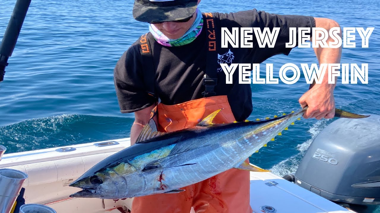 Amazing Offshore Fishing with Whales, Dolphins and Big Yellowfin Tuna ...