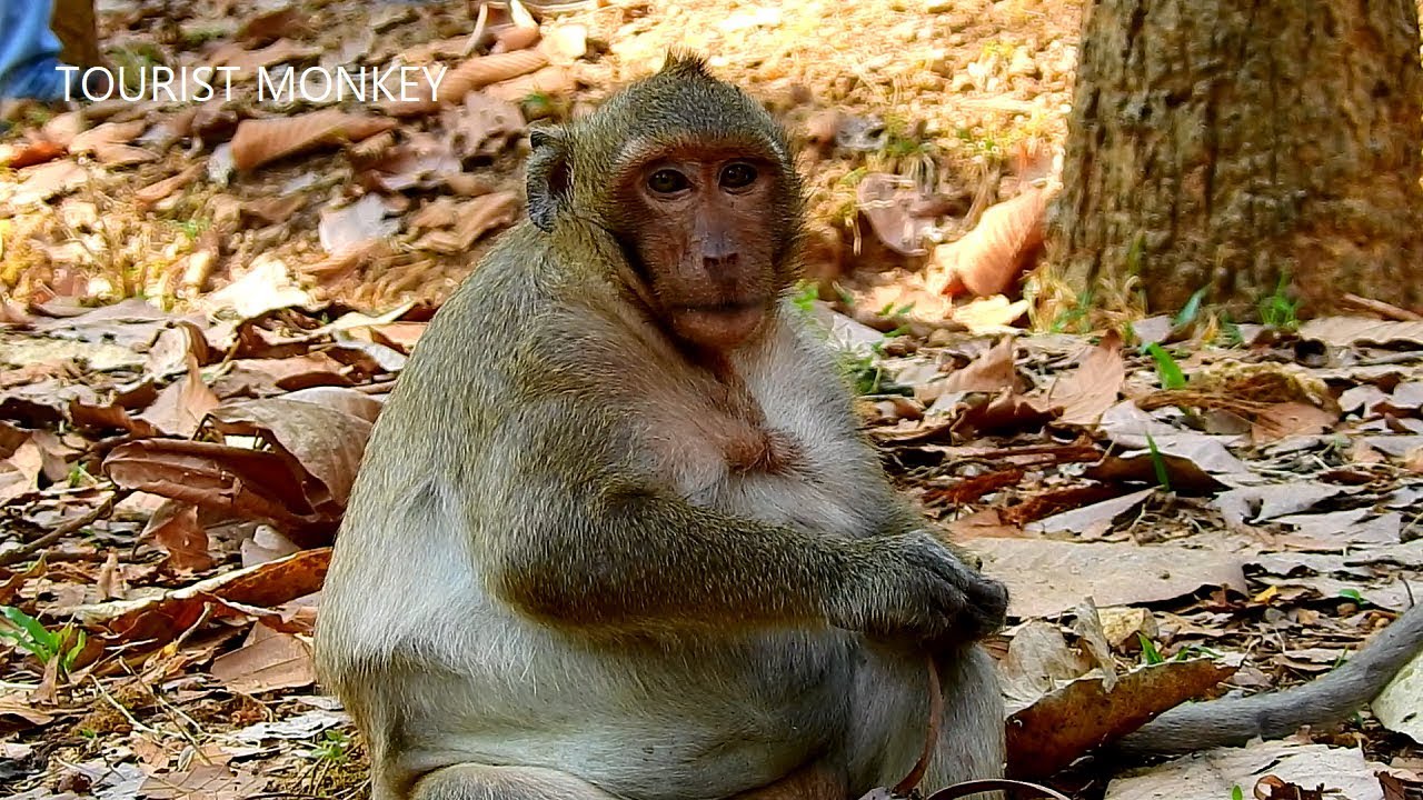 Very fat monkey in this troop, Very adorable baby monkey, SweetPea eat ...