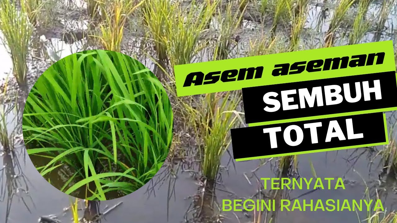 Cara Paling Mudah Mengenali Gejala Asem Aseman dan Cara Paling Cepat ...