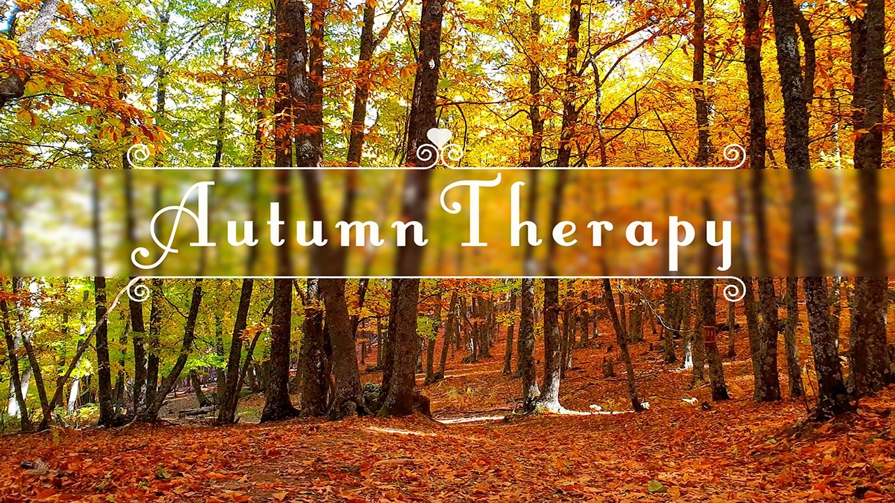 Autumn Therapy 🍂 Fall Leaves Forest Ambience | Healing Frequency Autumn ...