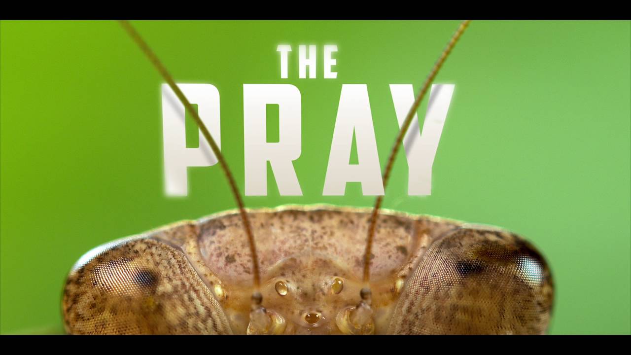 The Pray trailer - WFFR 2016 - YouTube