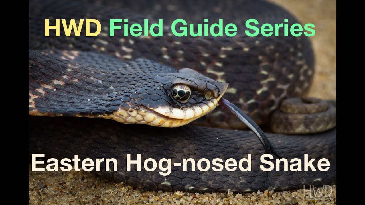 HWD Field Guide Series: Eastern Hog-nosed Snake - YouTube