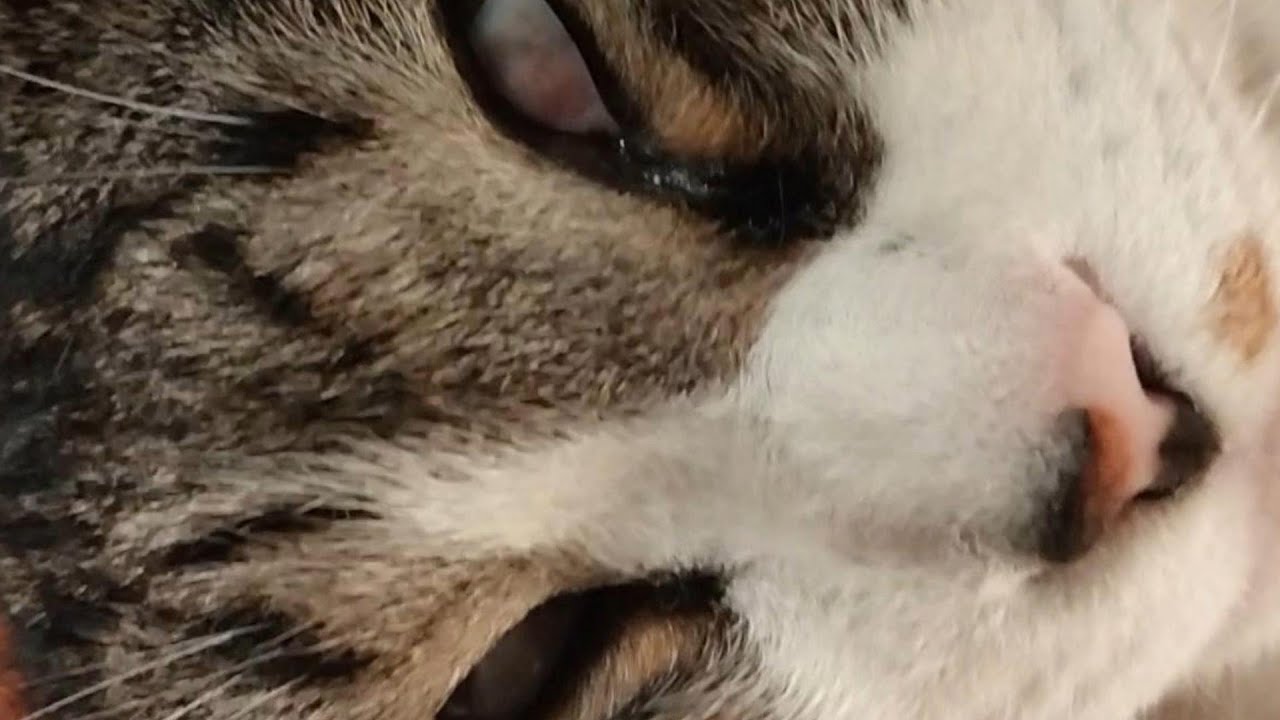 cat strabismus #Shorts - YouTube