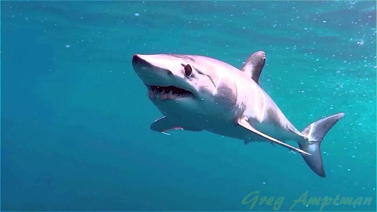 Short Fin Mako - YouTube
