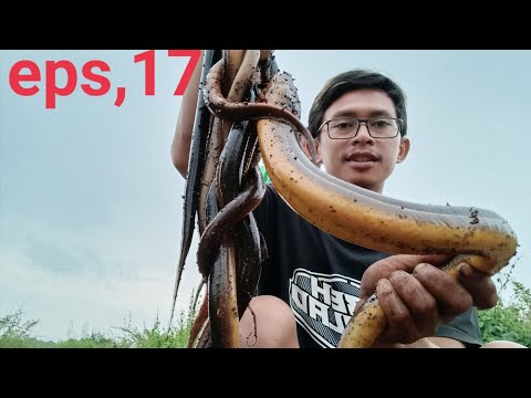 PENAKLUKAN BELUT BABON LUBANG BAWAH KANDANG AYAM DAN LUBANG RAWA// EEL FiSHING
