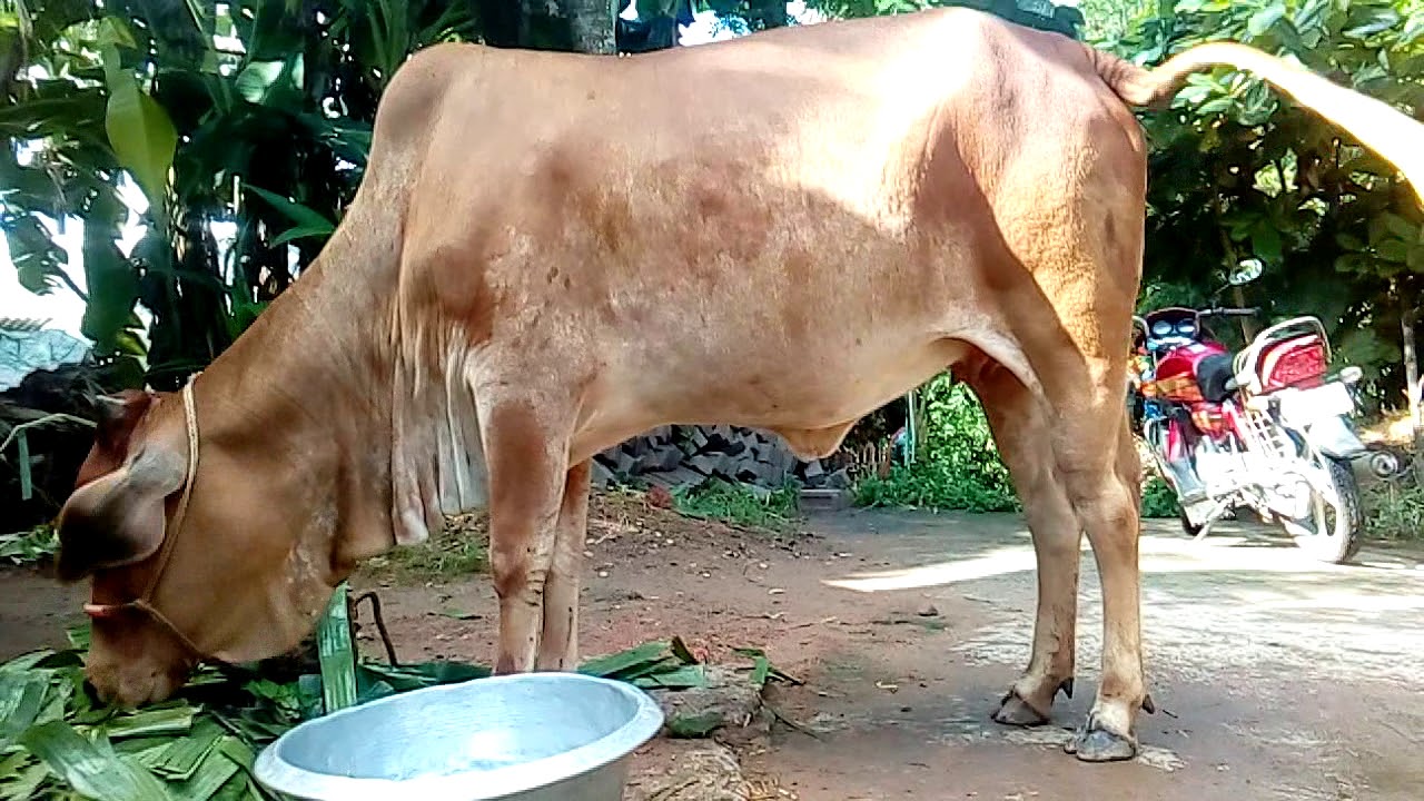 Pure red sindhi brid cow at cuttack - YouTube