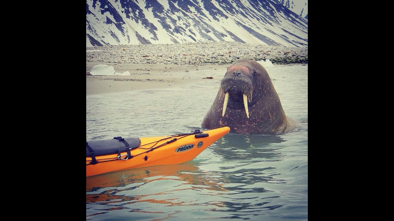 Up Close with Walrus in the Arctic Circle - YouTube