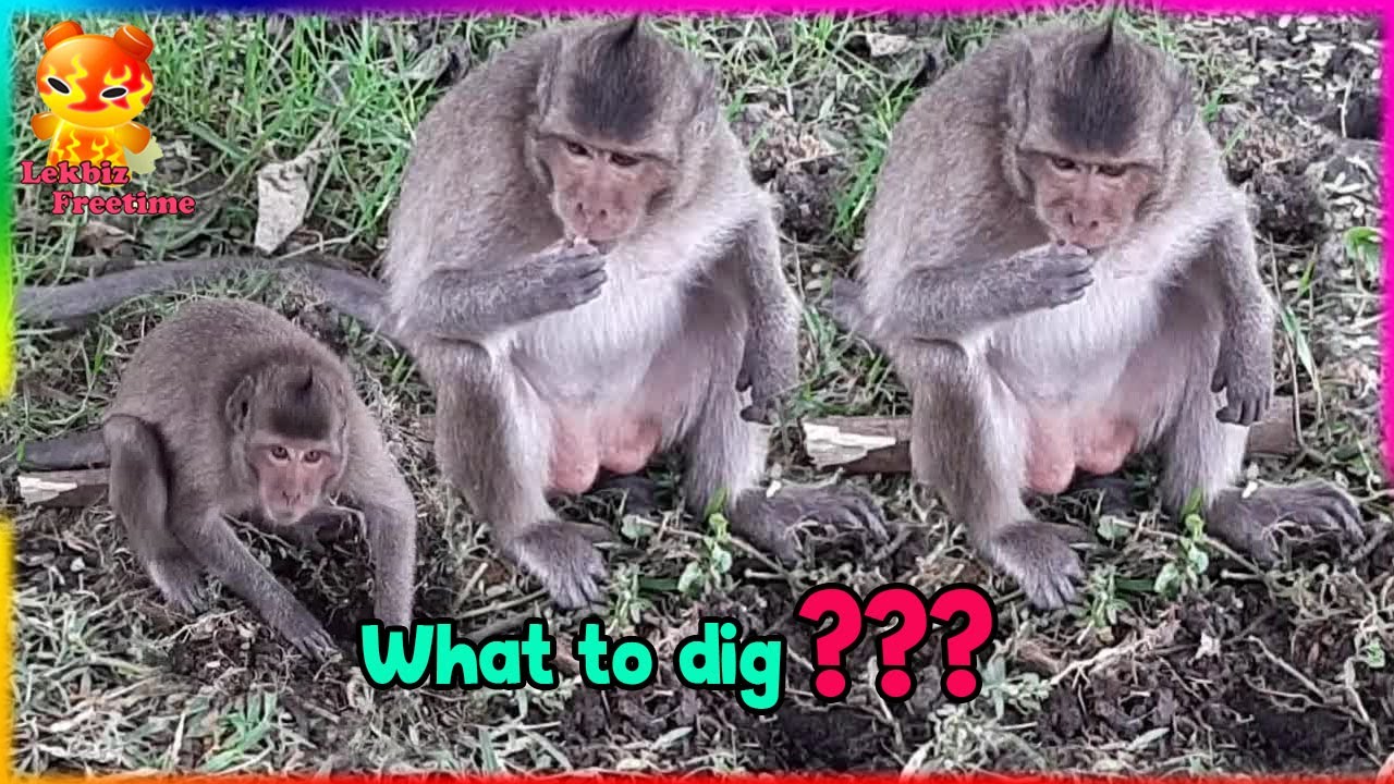 The monkey was digging for something to eat - YouTube