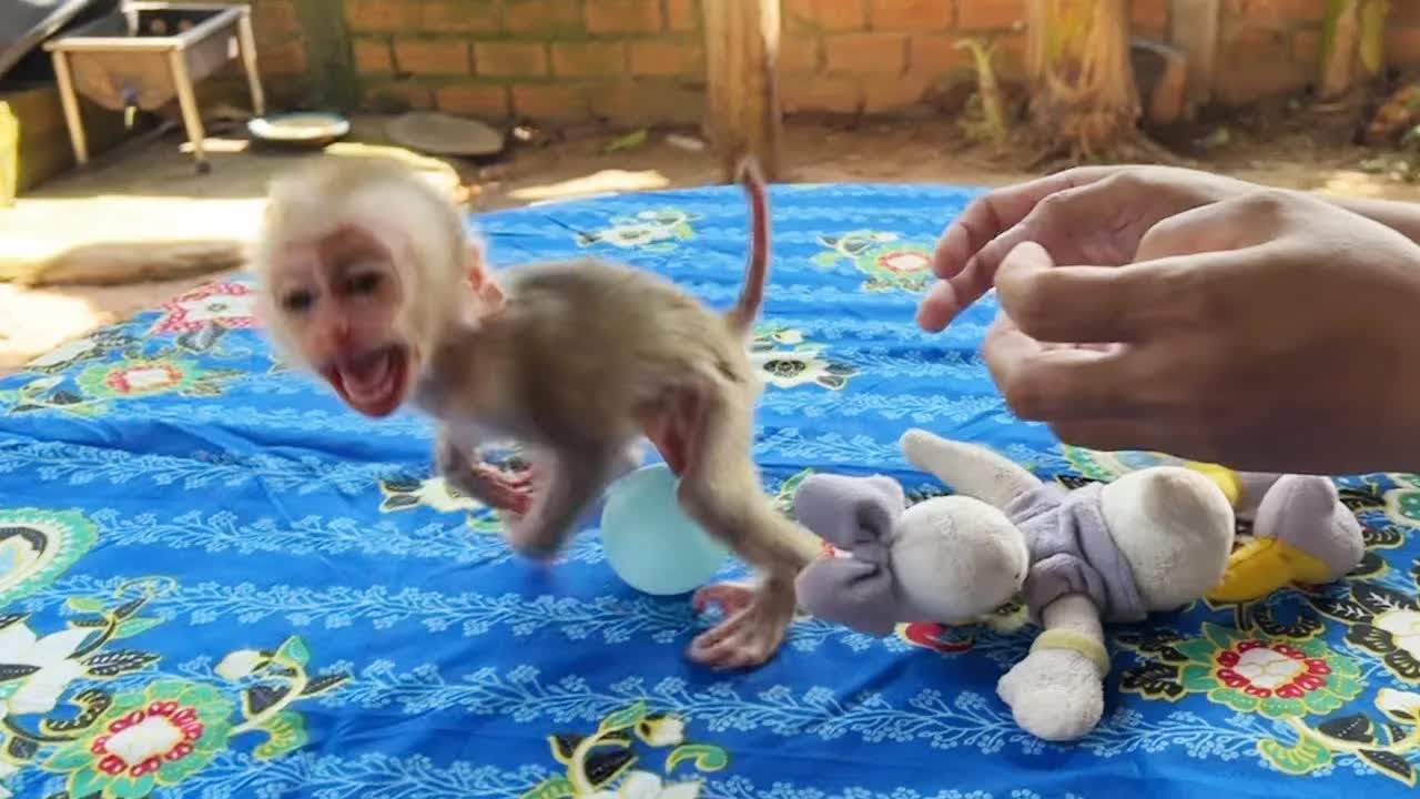 Gosh! Baby Monkey Mato Throwing Tantrum When Mom Take Her Hand Off ...