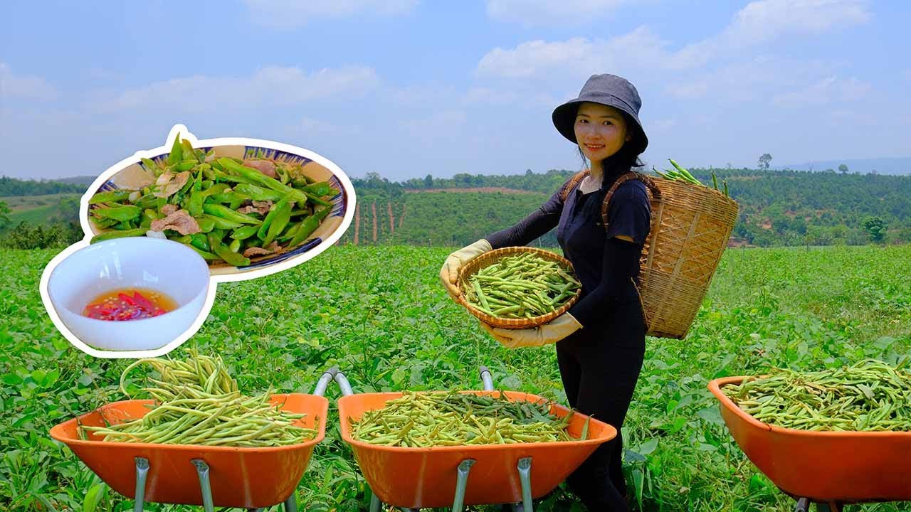 Harvest String Beans, Preparing Delicious Dishes From String Beans ...
