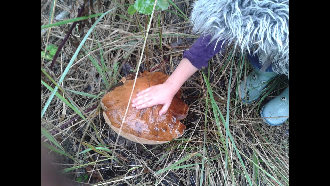 Rekordowy grzyb i kilka innych fotek. - YouTube