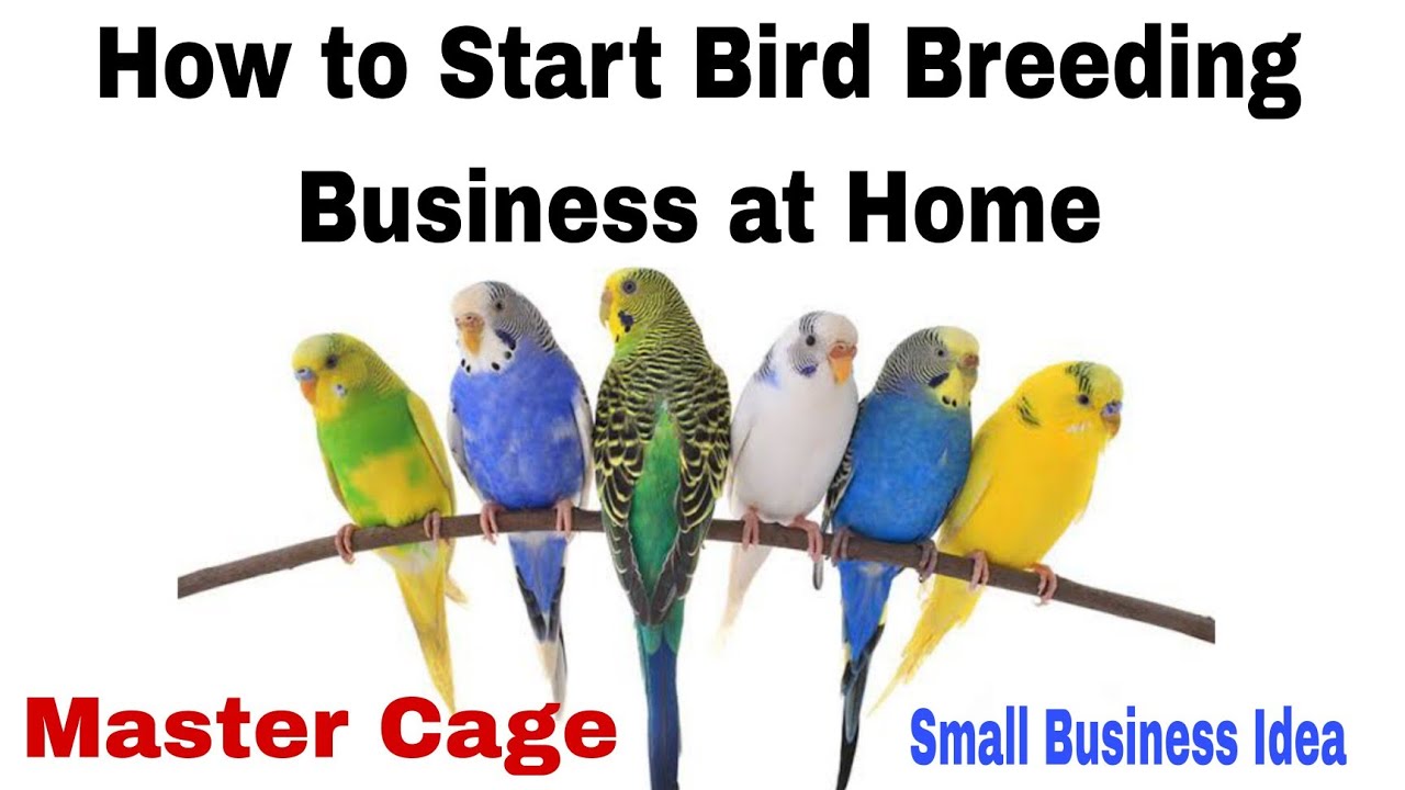 how to start bird breeding Business at home from Australian Budgies ...