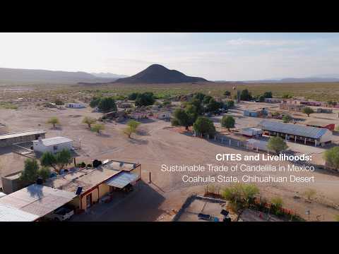 CITES and Livelihoods Sustainable Trade of Candelilla in Mexico