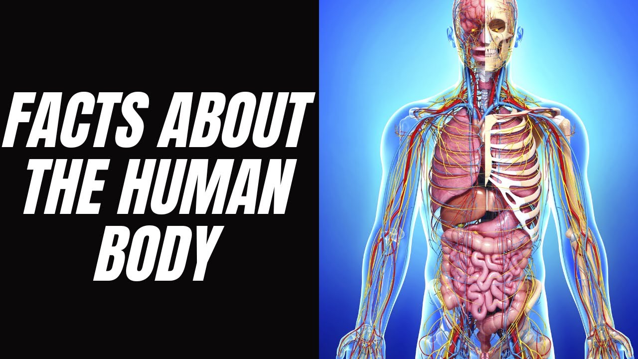10 Amazing Human Body Facts That Will Surprise You - YouTube