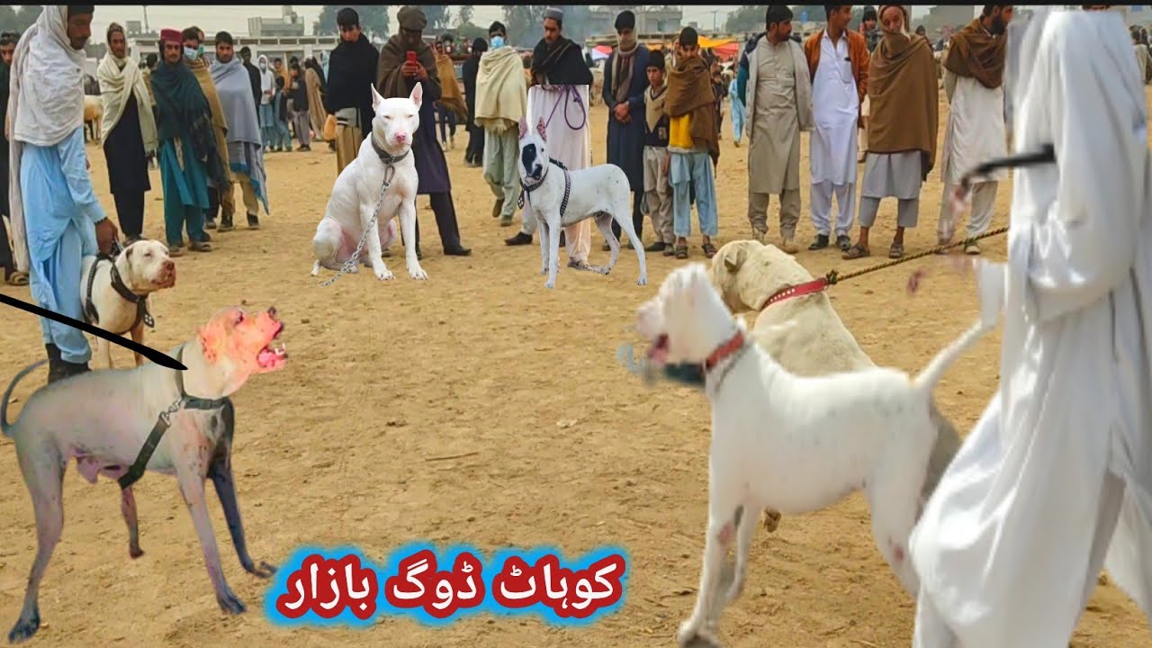 Kohat dog mandi mai aj kohati gultair vs Pakistani Bully Kutta - YouTube