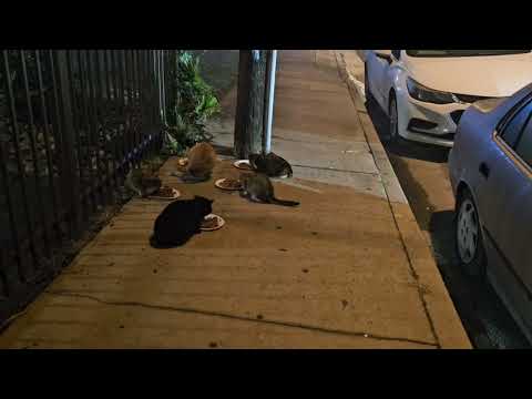 Heartwarming Stray Cat Trap & Feed Mission – Saving Lives One Meow at a Time