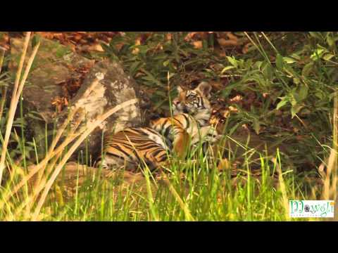 Royal Bengal Tiger Rolling on Ground in Wild