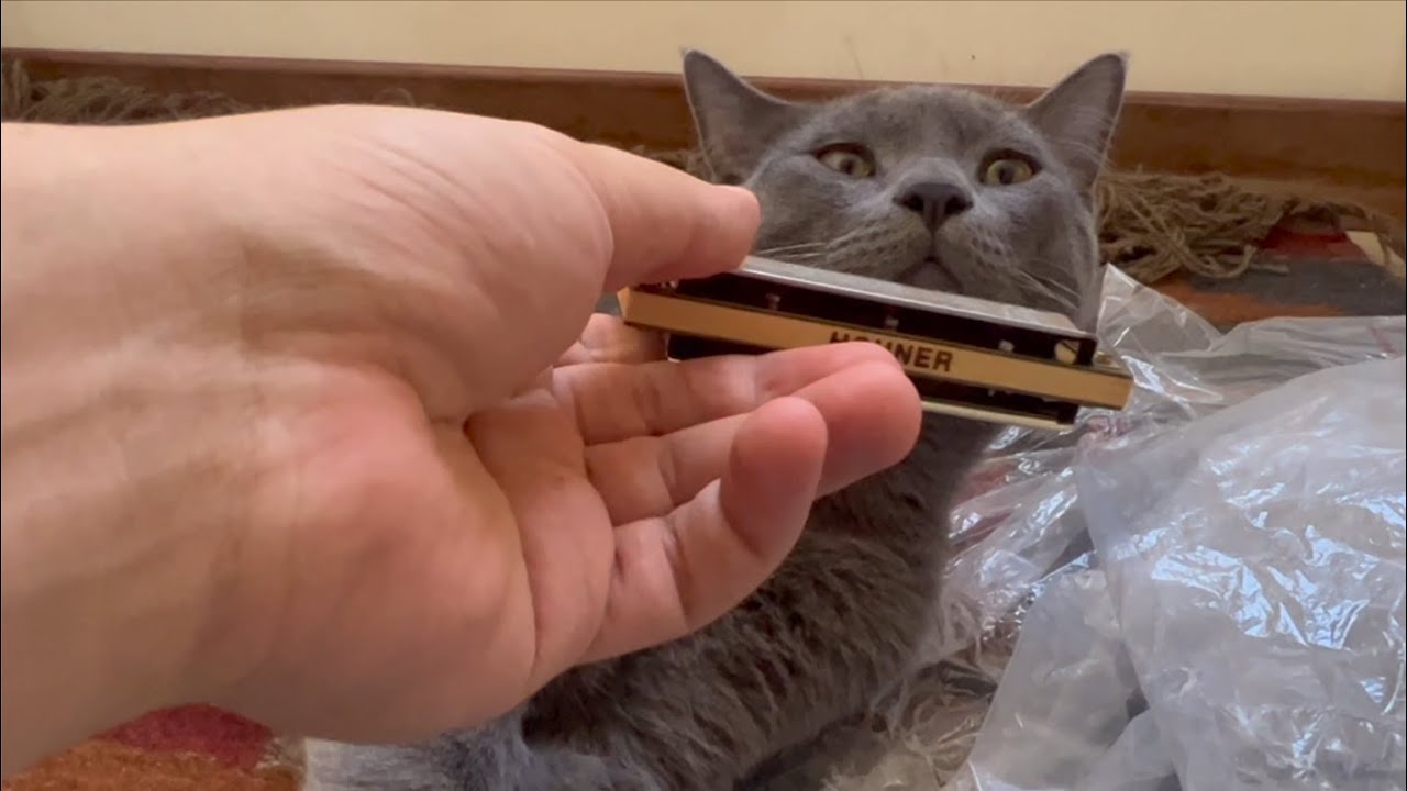 Cat Can Play Harmonica - YouTube
