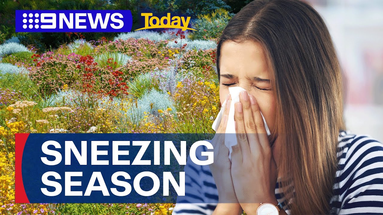 Hay fever wreaks havoc as sneezing season arrives | 9 News Australia ...