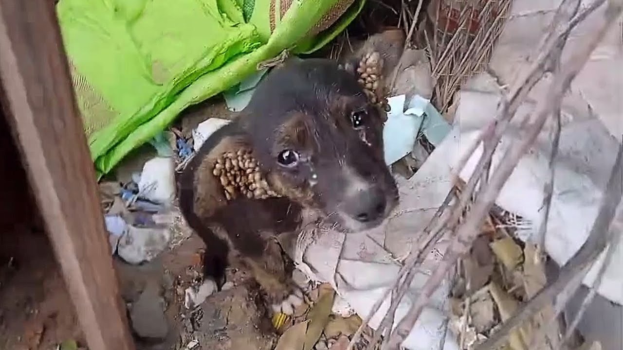 Alone, lost and scared, the orphaned puppy struggles with thousands of ...