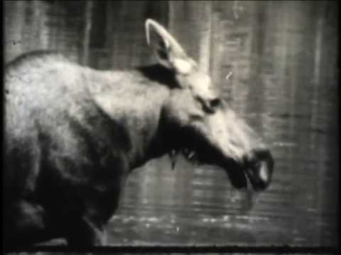 The Moose, 1963 original version! - YouTube