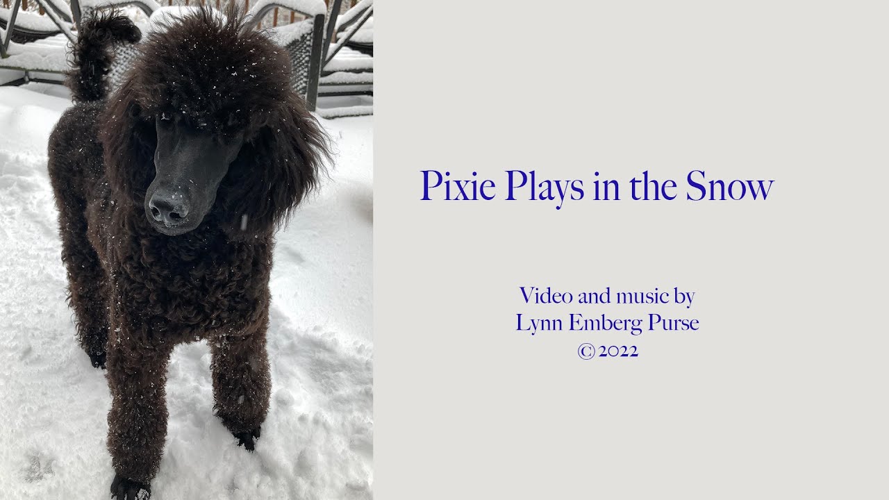 Pixie Plays in the Snow - YouTube