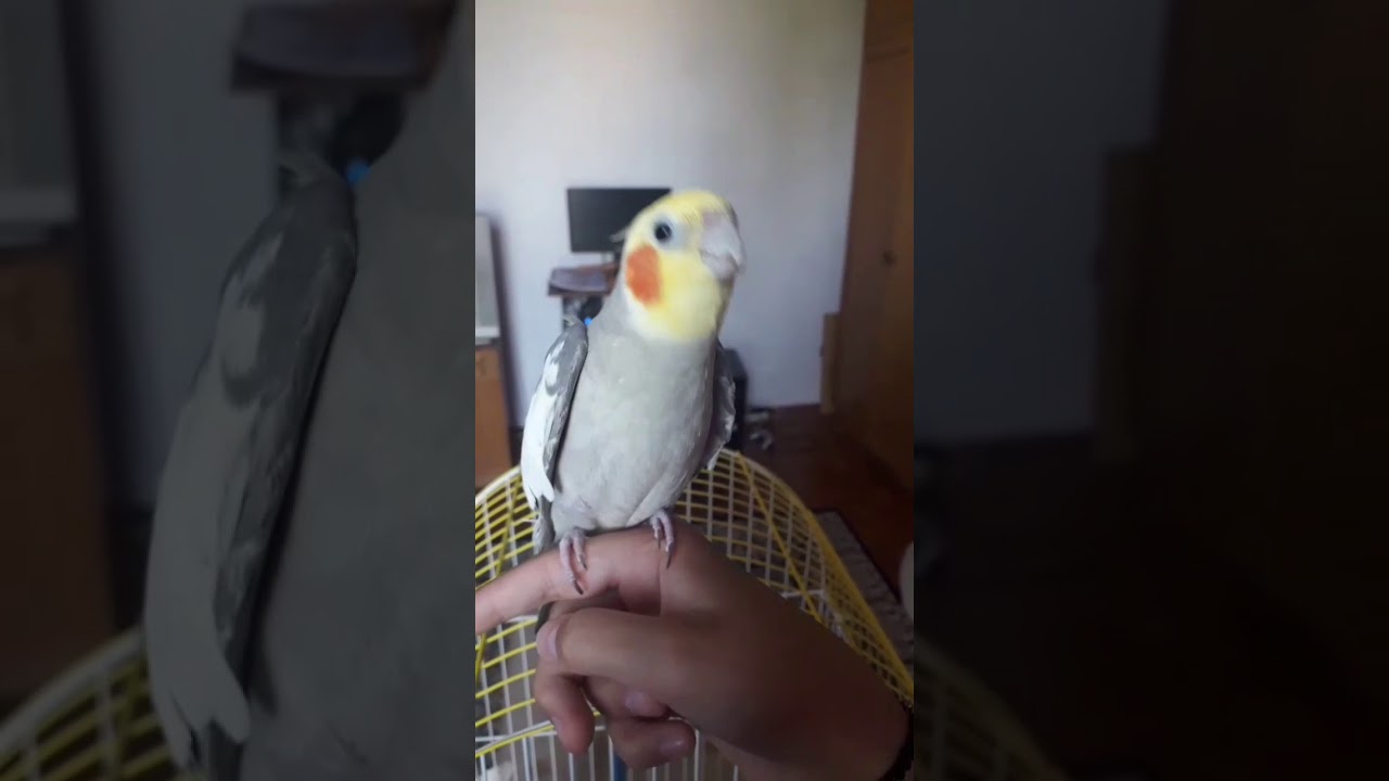 One happy birb - YouTube