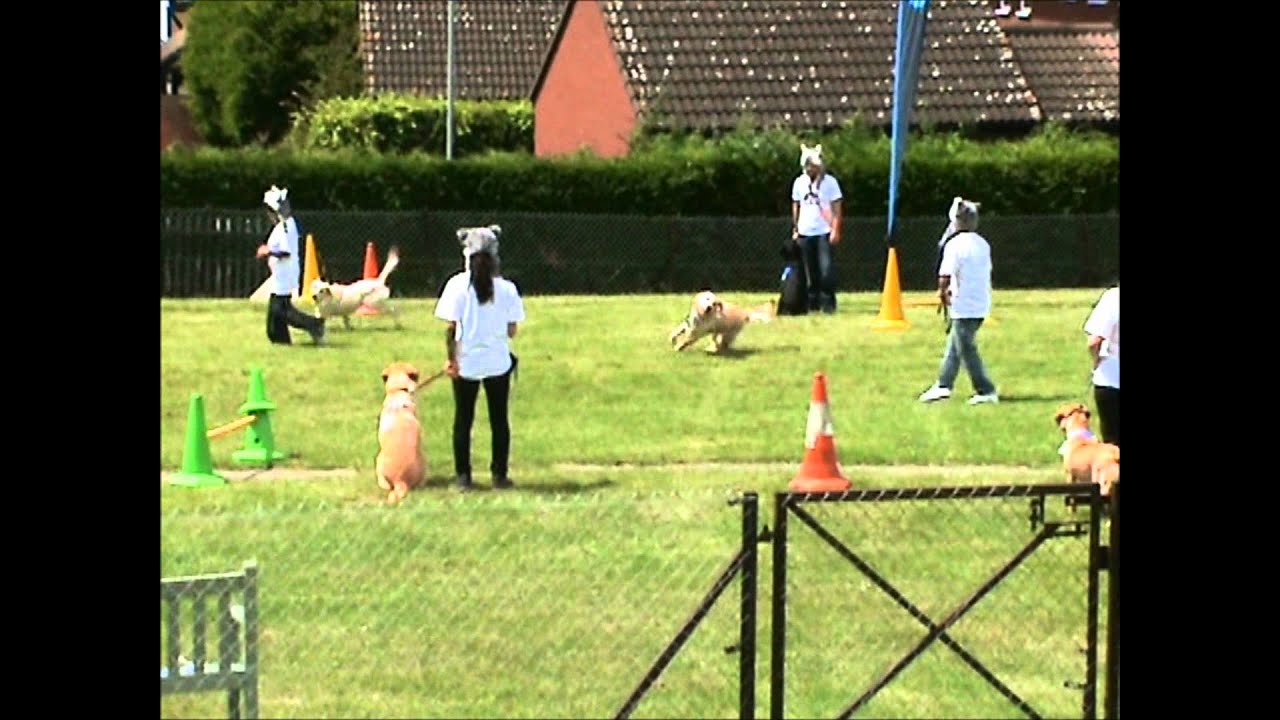 Team Huskey - Guide Dogs Fun Day Demo 2012 - YouTube