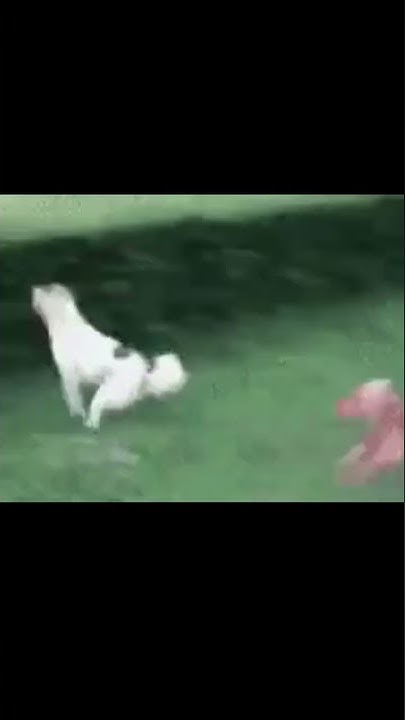 Dog Jump Fails Funny videos #Shorts🤣 Try not to laugh 🤣 - YouTube