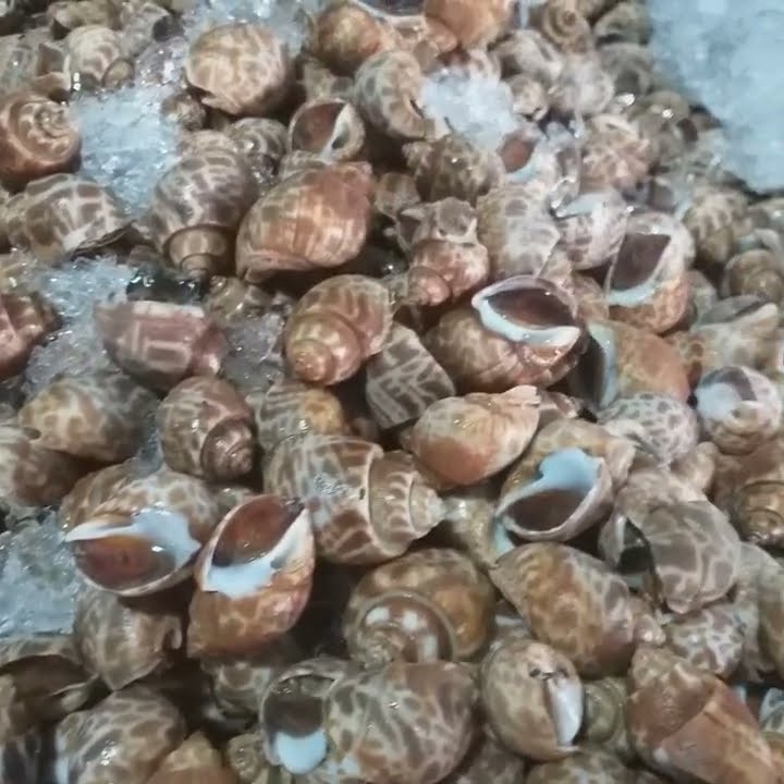 Thailand Sea Snail - fresh - delicious - great value 160 Thai Baht Kilo ...