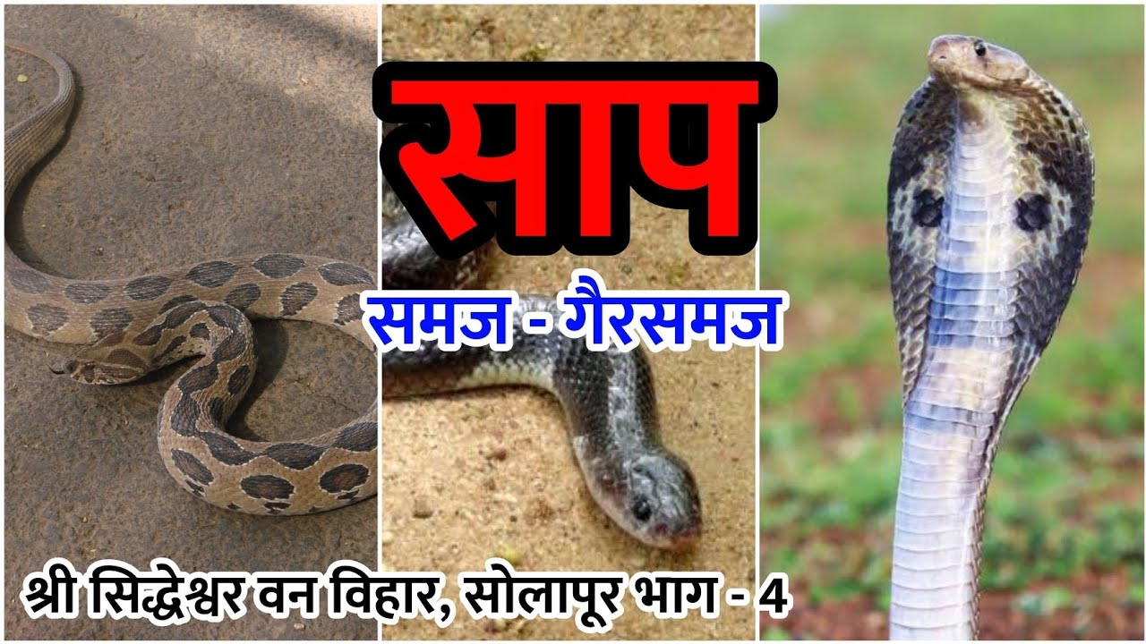 साप - समज गैरसमज | श्री सिद्धेश्वर वन विहार, सोलापूर | Shri Siddheshwar Van Vihar | Solapur ...
