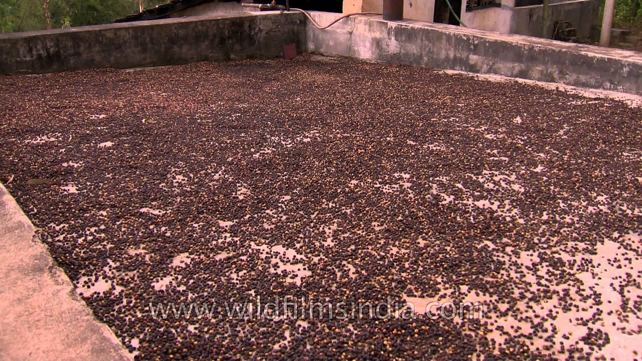 Drying coffee beans in the sun - YouTube